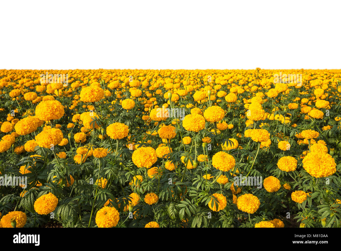 Landscape of Marigold flower in field at northern of Thailand, Yellow ...