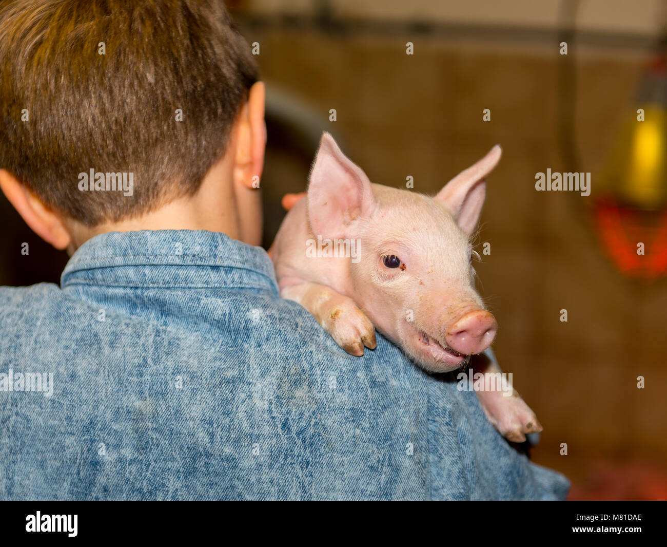 Piglet care 58 Stock Photo - Alamy