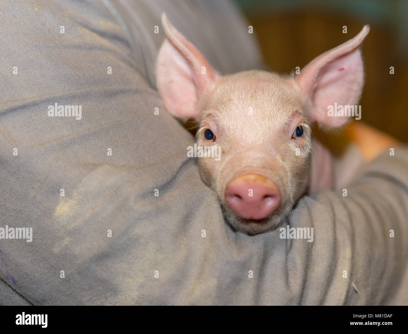 Piglet care 59 Stock Photo - Alamy