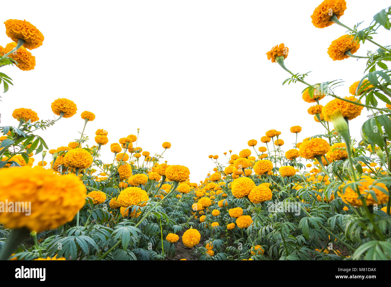 Landscape of Marigold flower in field at northern of Thailand, Yellow ...