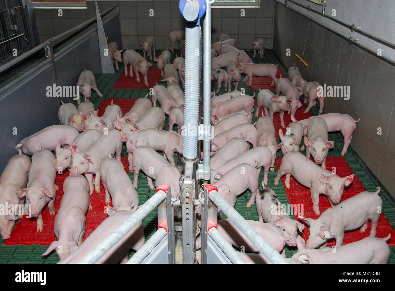 Piglet houses hi-res stock photography and images - Alamy