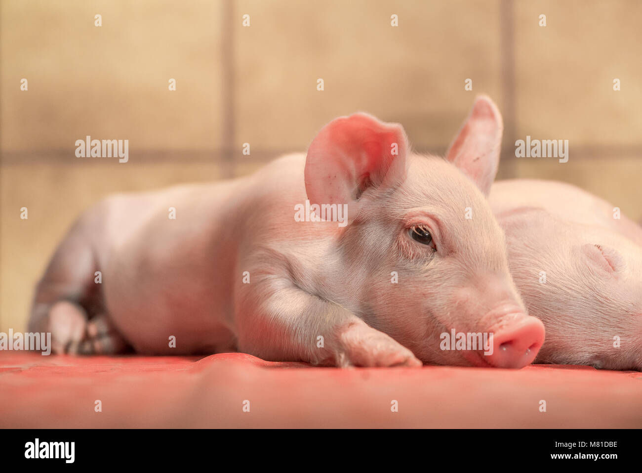10 weeks of age hi-res stock photography and images - Alamy
