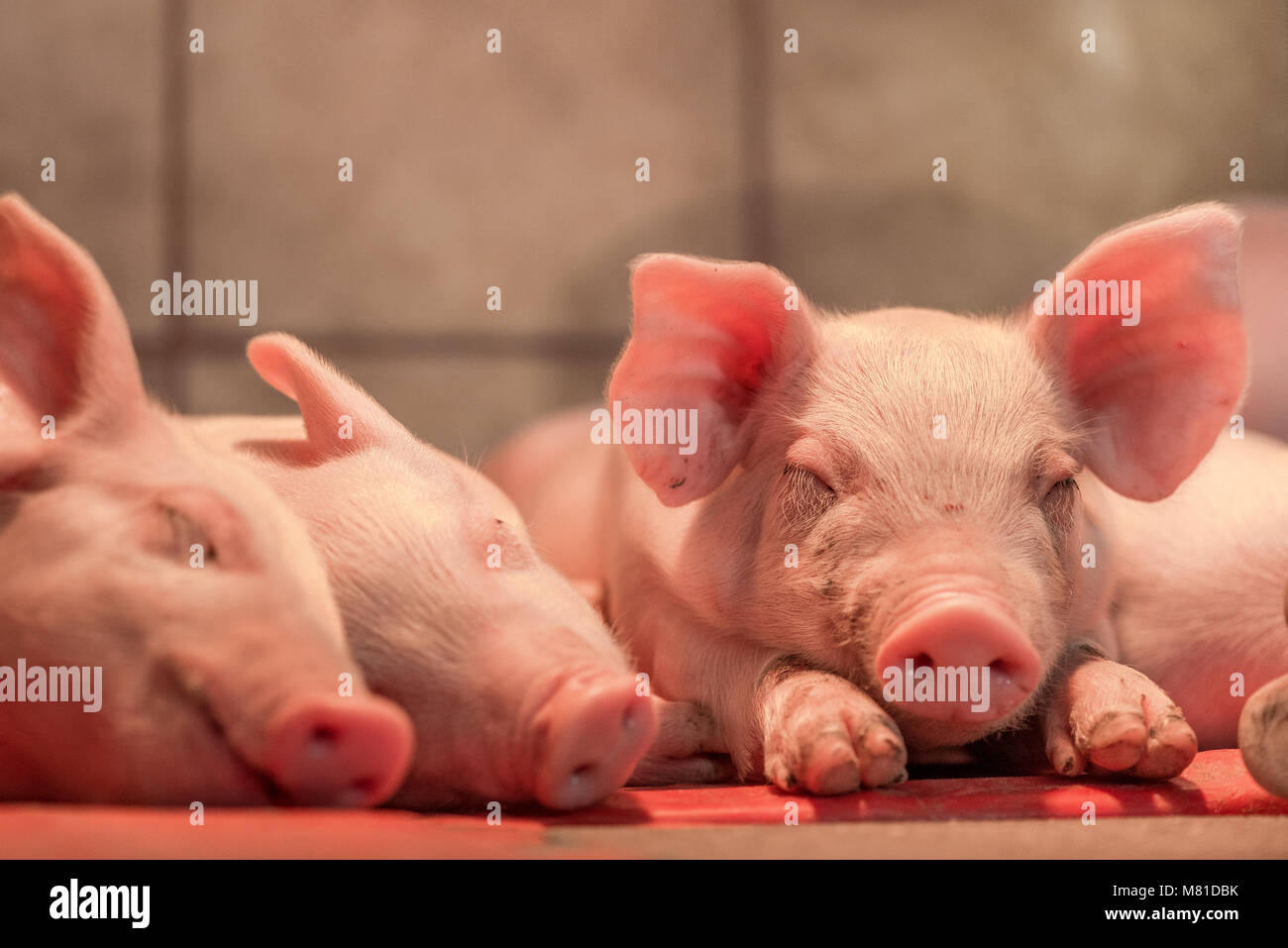 12 piglets hi-res stock photography and images - Alamy
