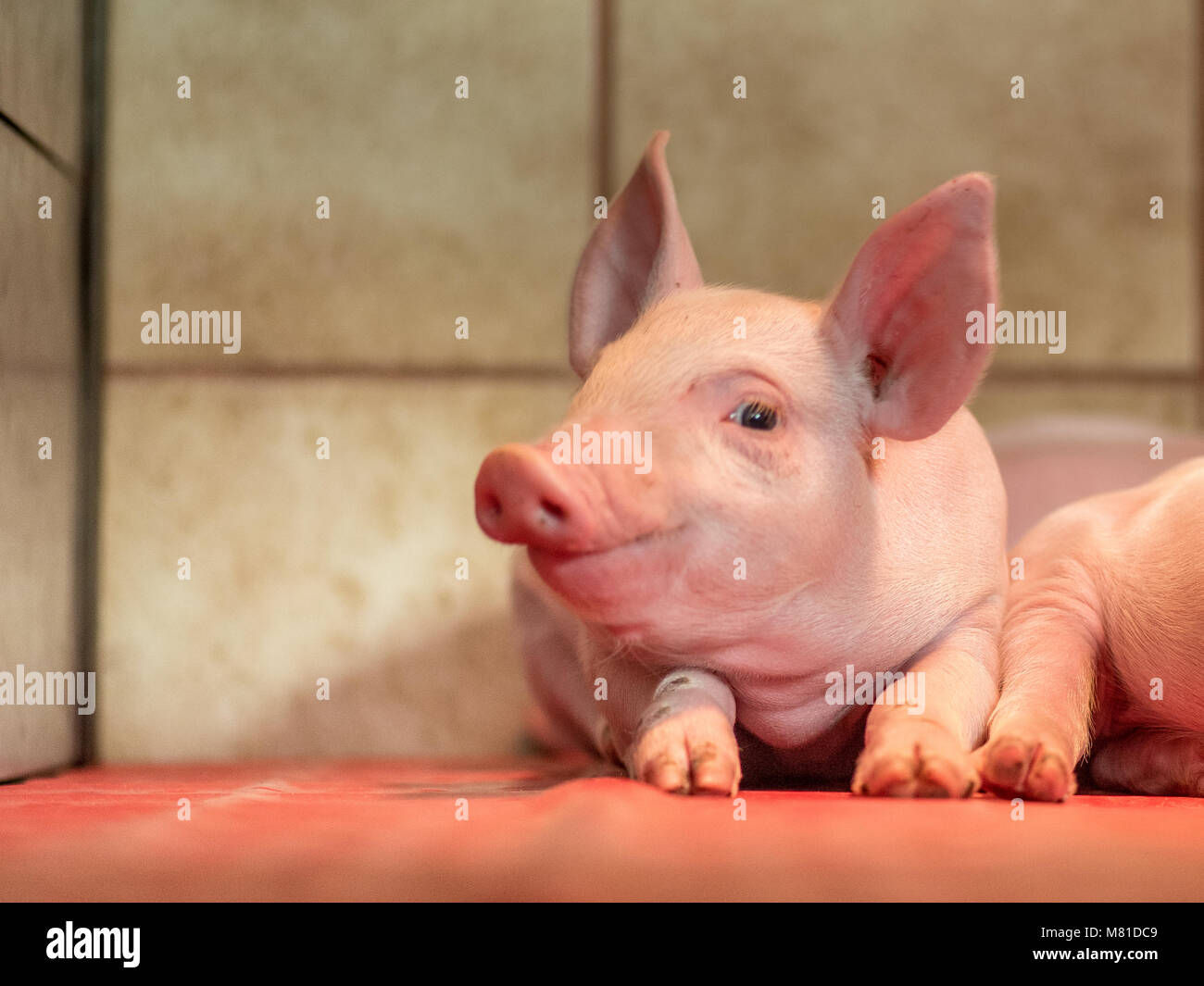 Piglets 2 weeks age 21 Stock Photo - Alamy