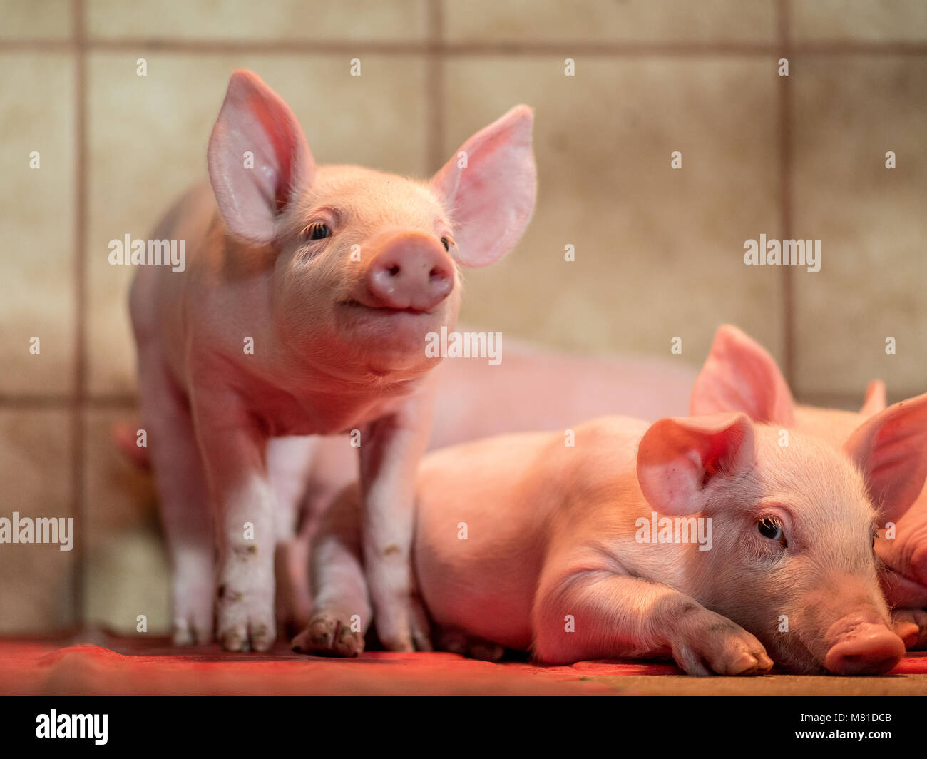 Lactating pig hi-res stock photography and images - Alamy