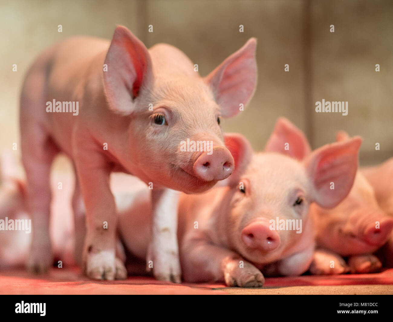 Bucking pig hi-res stock photography and images - Alamy