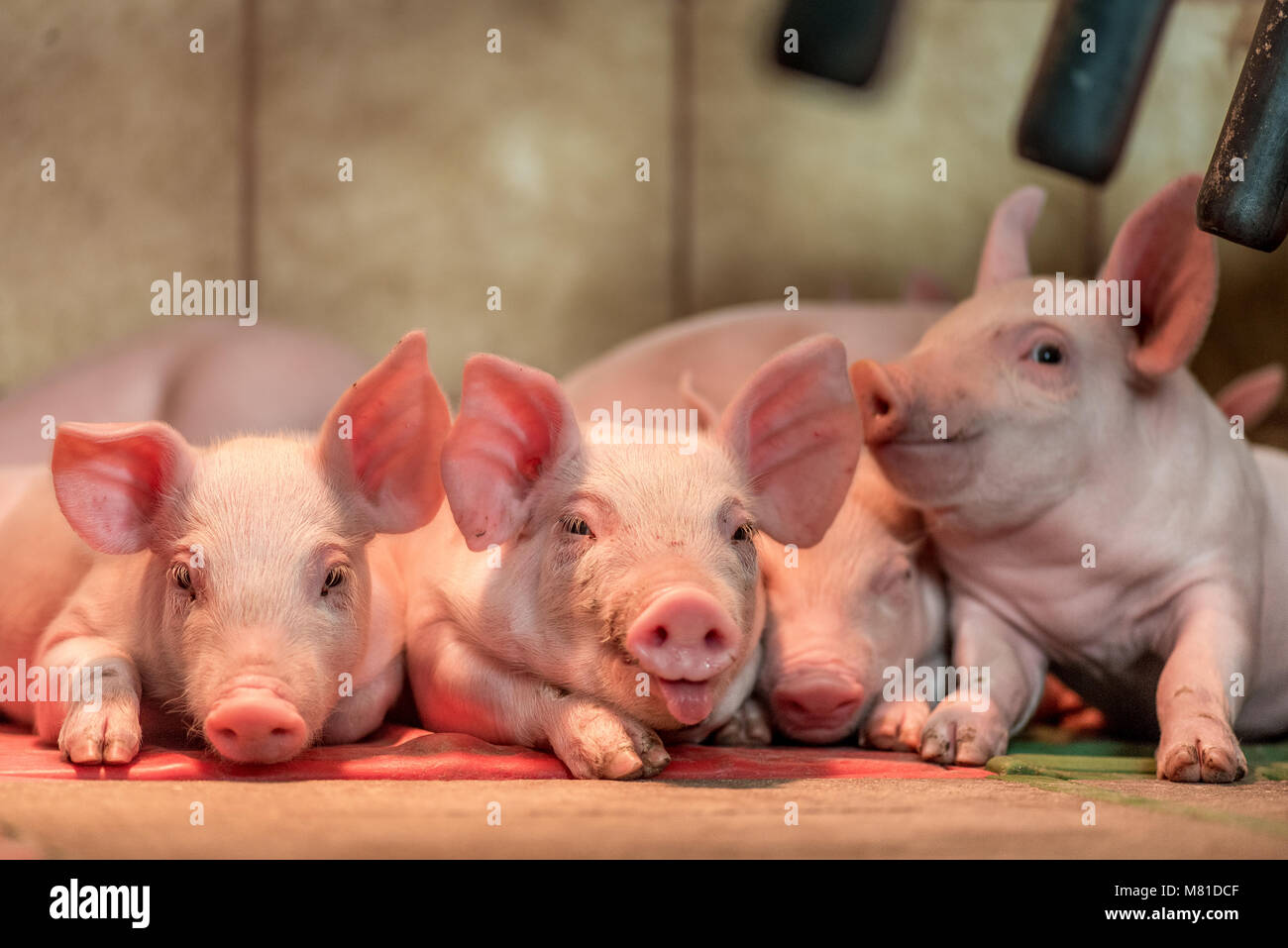 Pig farrowing house hi-res stock photography and images - Alamy