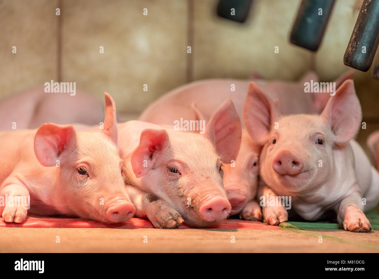 Piglets 2 weeks age 26 Stock Photo - Alamy