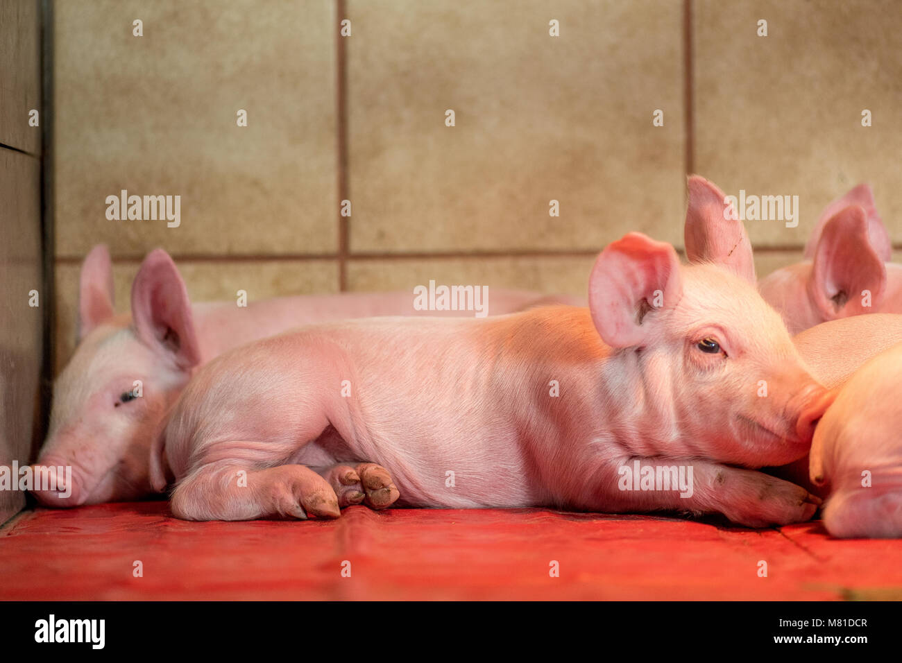 Piglets 2 weeks age 28 Stock Photo - Alamy