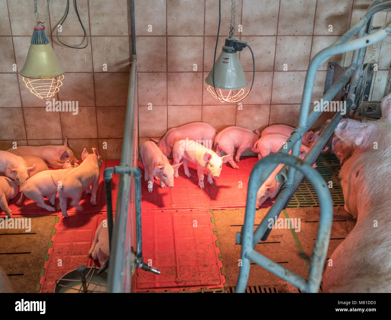Piglets 2 weeks age 31 Stock Photo - Alamy
