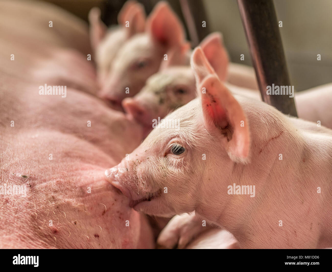 Pig farrowing house hi-res stock photography and images - Alamy