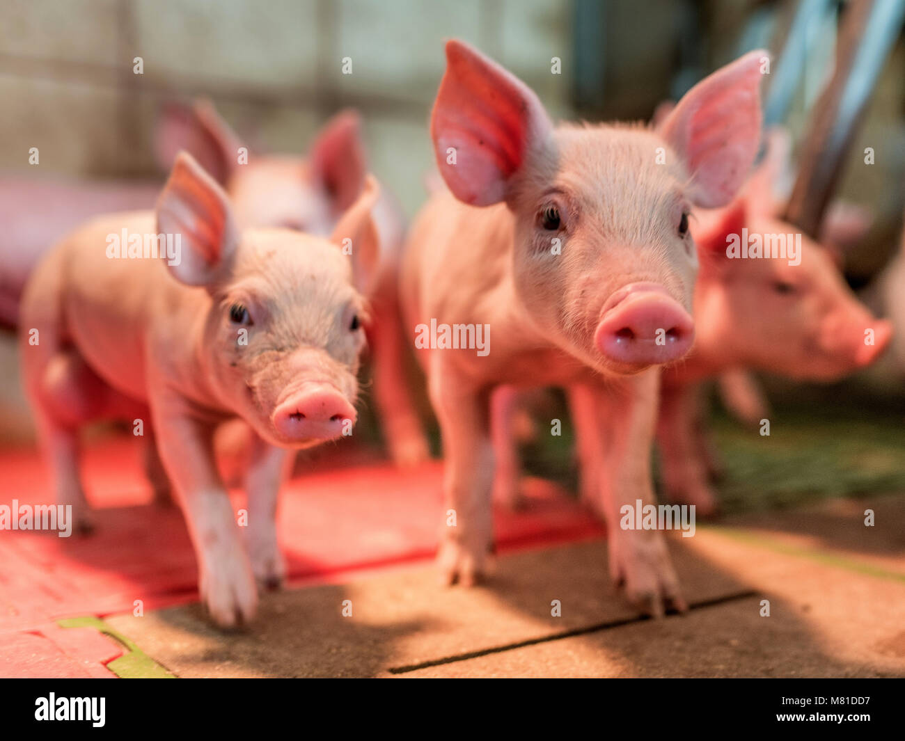 Piglets 2 weeks age 34 Stock Photo - Alamy