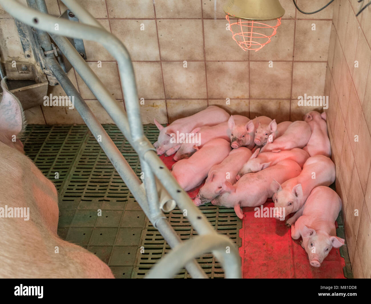 Piglets lactate hi-res stock photography and images - Alamy