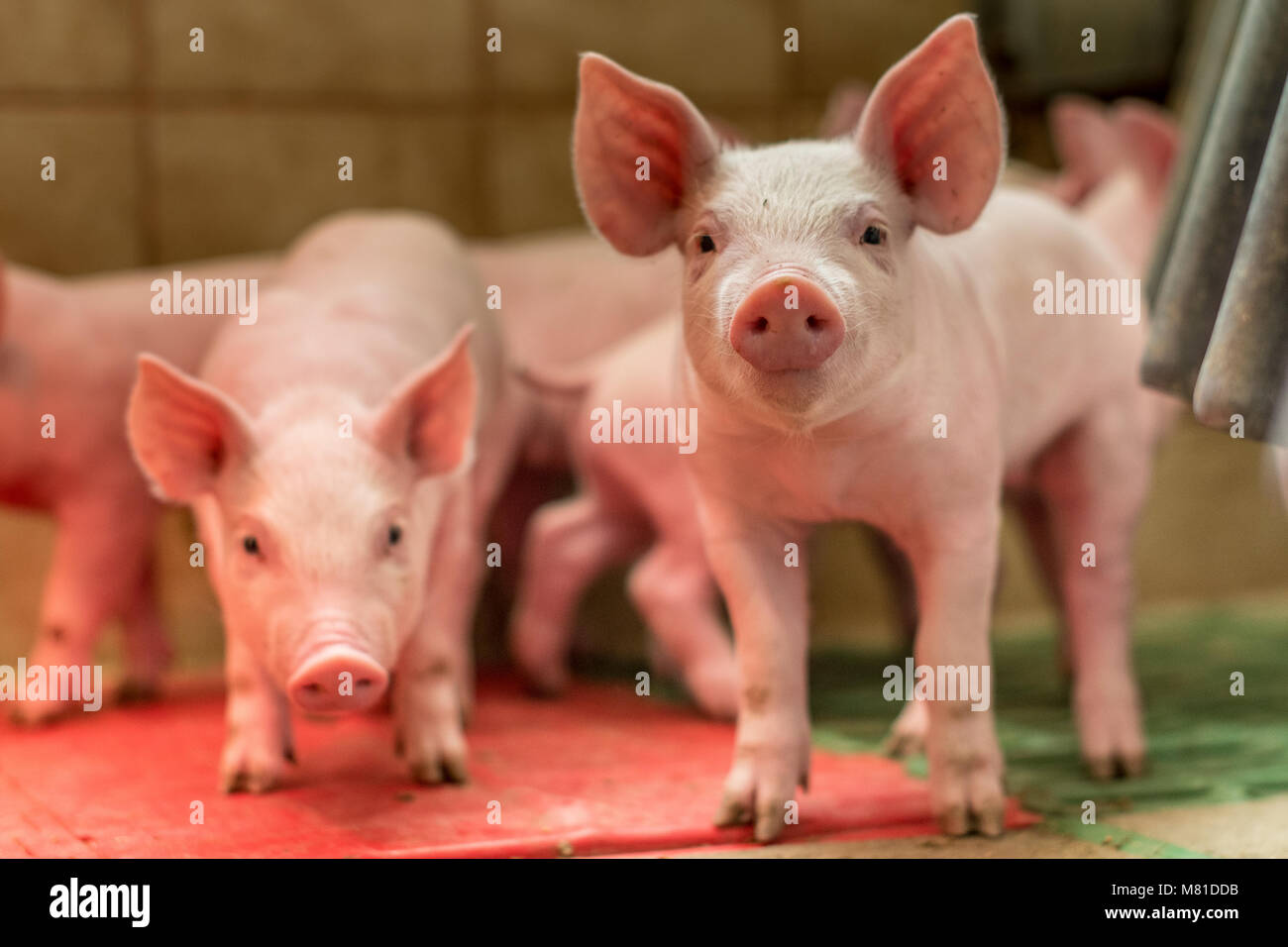 Piglets lactate hi-res stock photography and images - Alamy