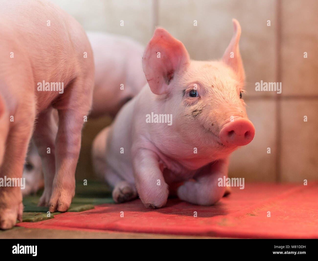 Bucking pig hi-res stock photography and images - Alamy