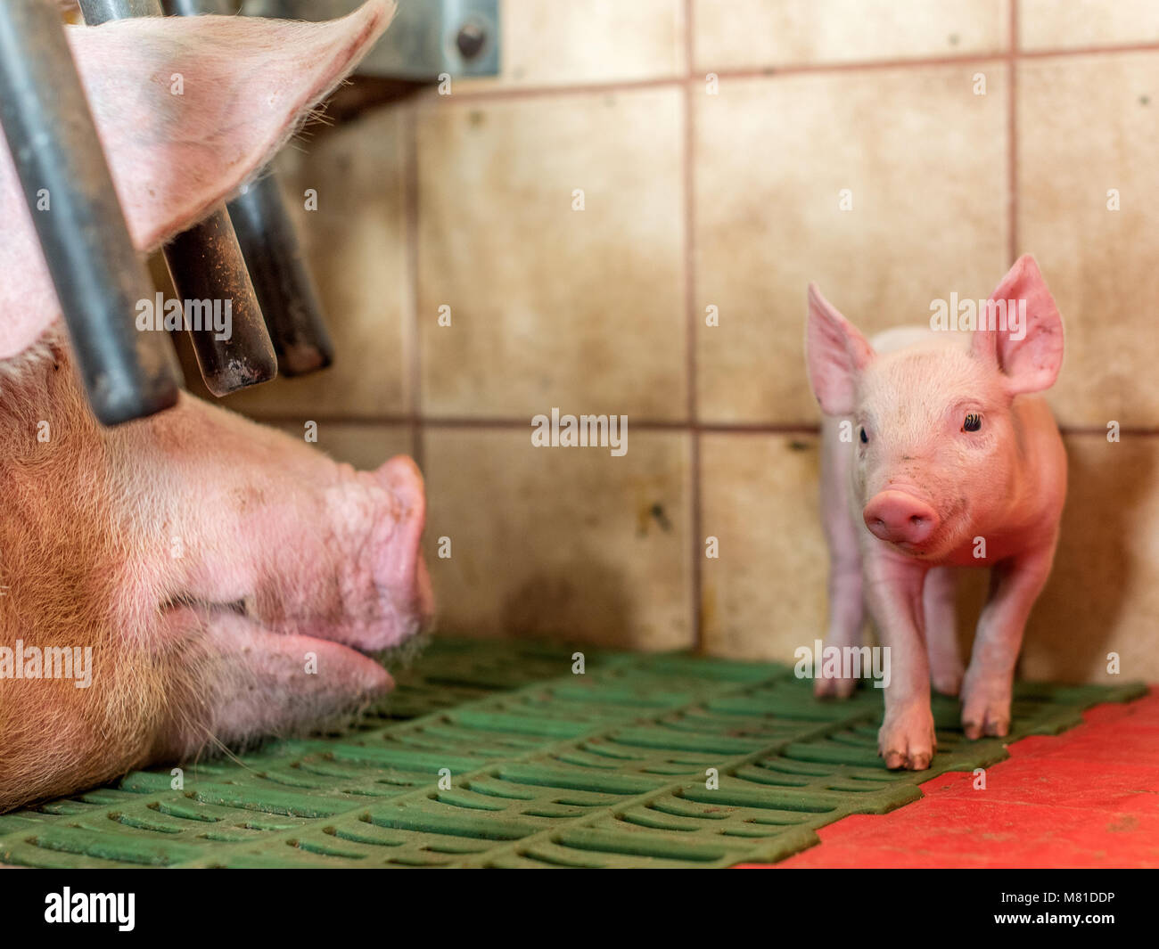 Piglets 2 weeks age 42 Stock Photo - Alamy