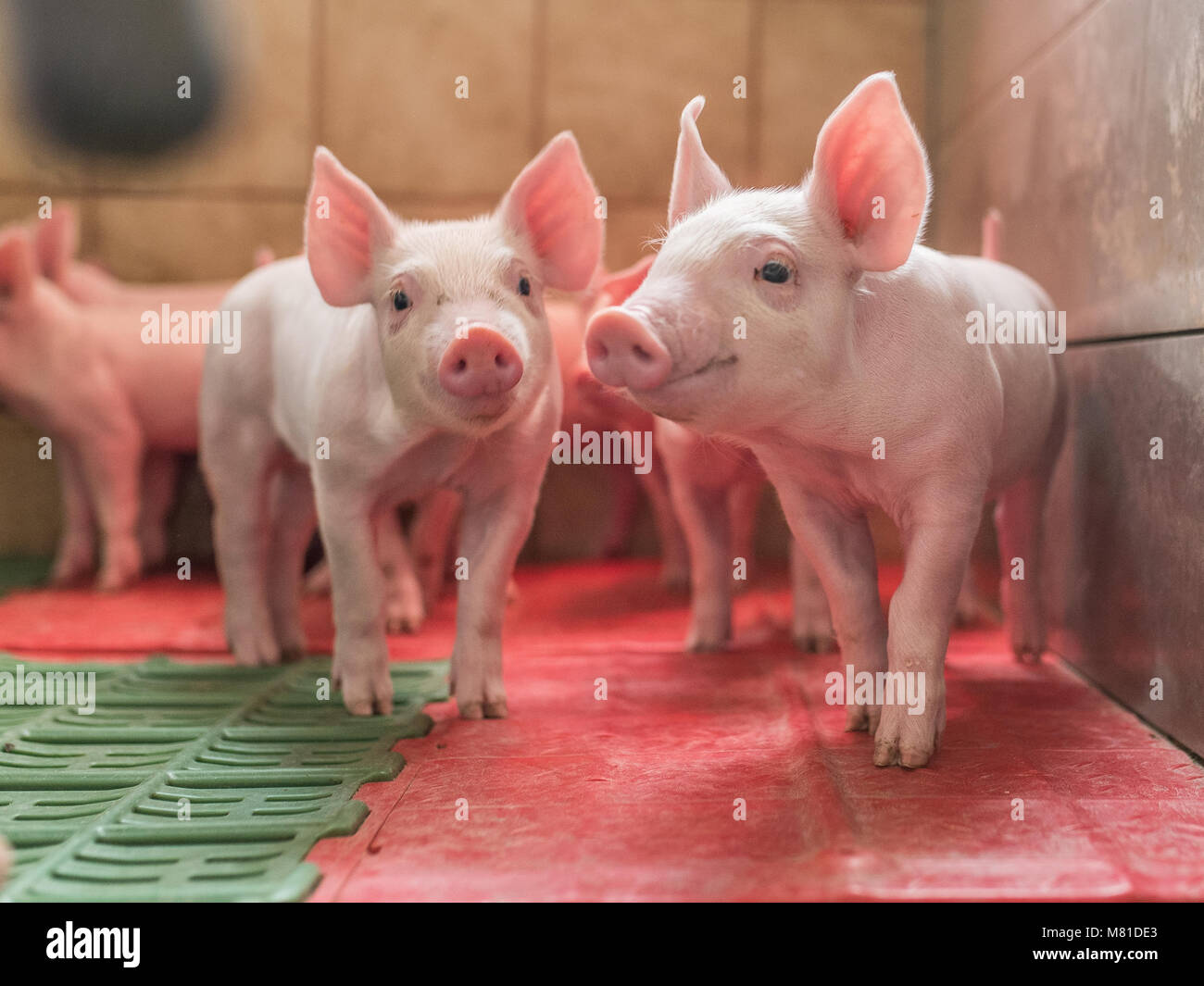 Piglets 2 weeks age 49 Stock Photo - Alamy