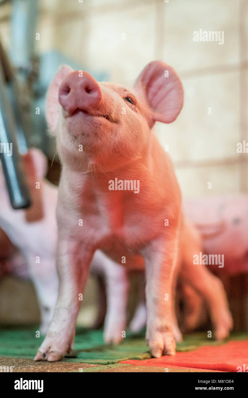 Piglets 2 weeks age 50 Stock Photo - Alamy