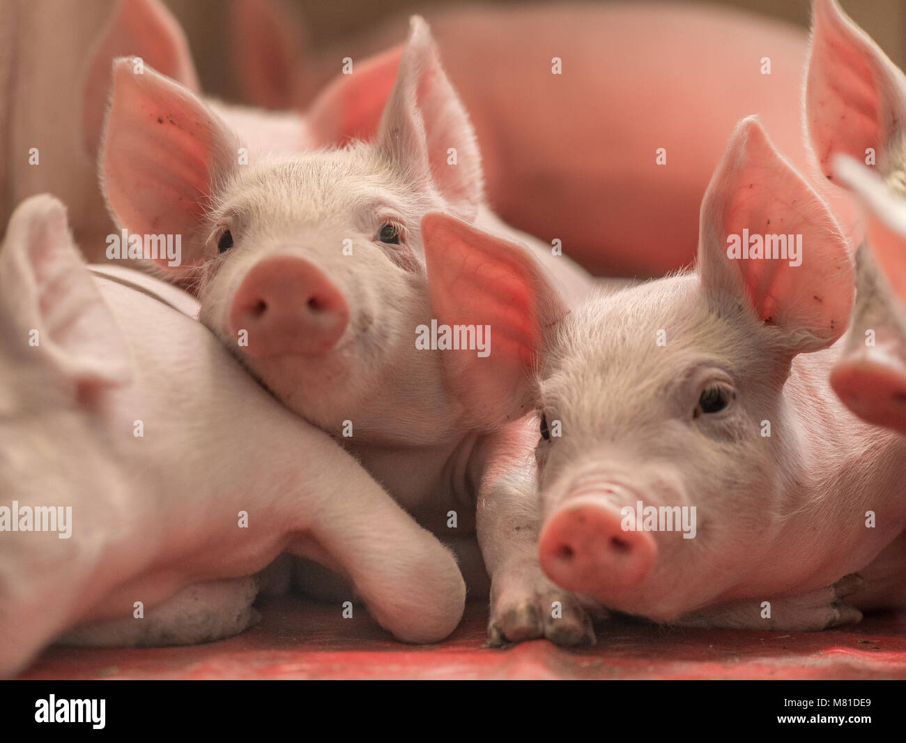 Piglets 2 weeks age 5 Stock Photo - Alamy