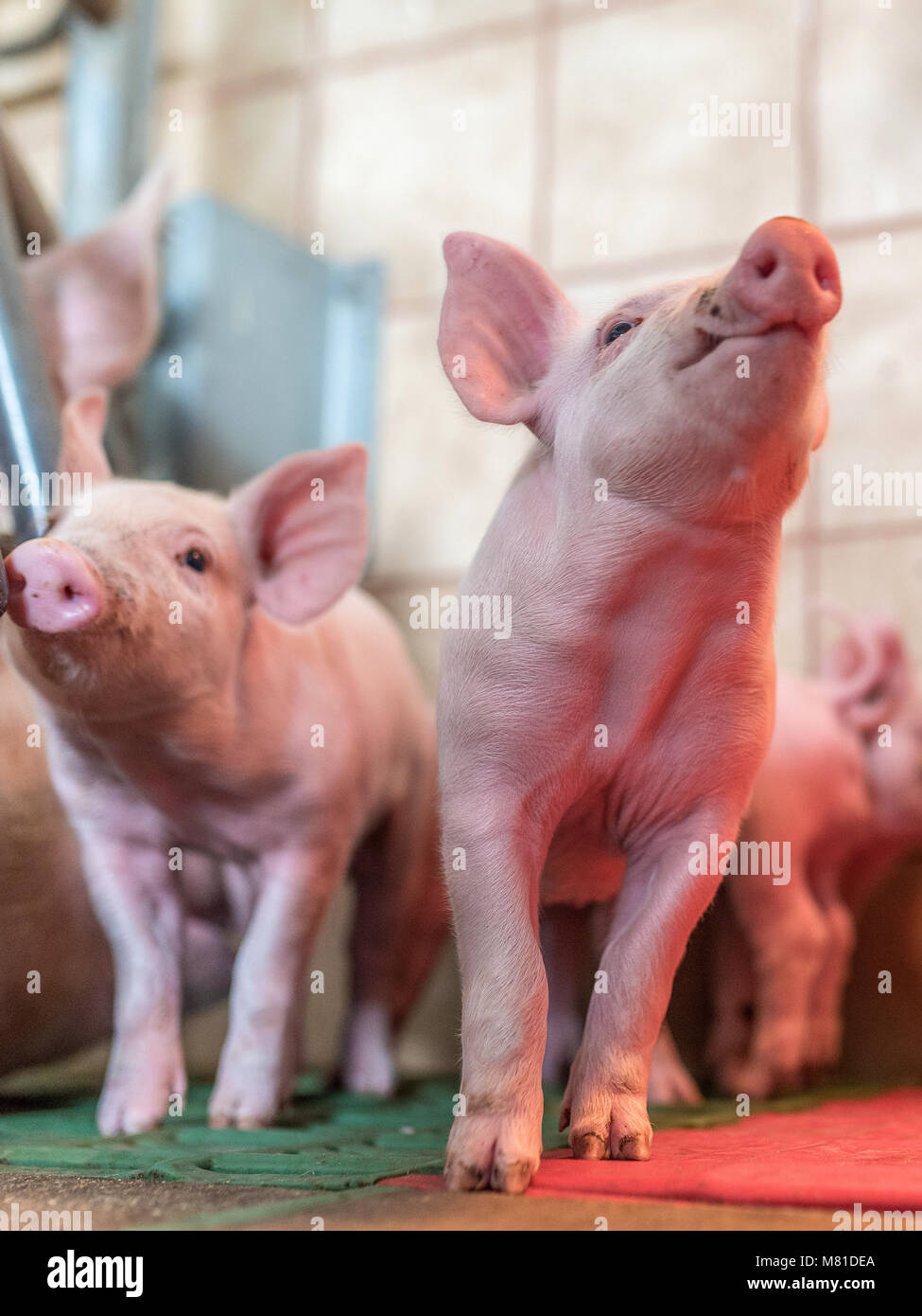 Piglets lactate hi-res stock photography and images - Alamy