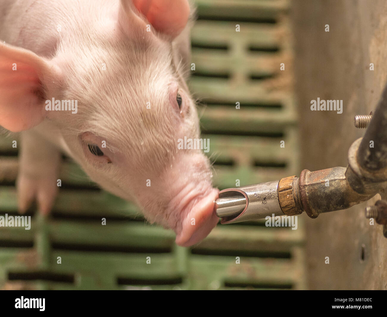 Piglets 2 weeks age 6 Stock Photo - Alamy