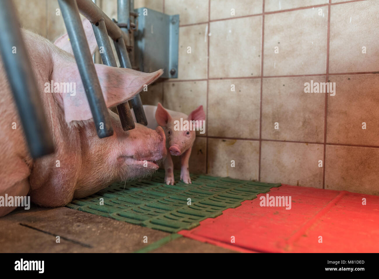 Piglets 2 weeks age 53 Stock Photo - Alamy