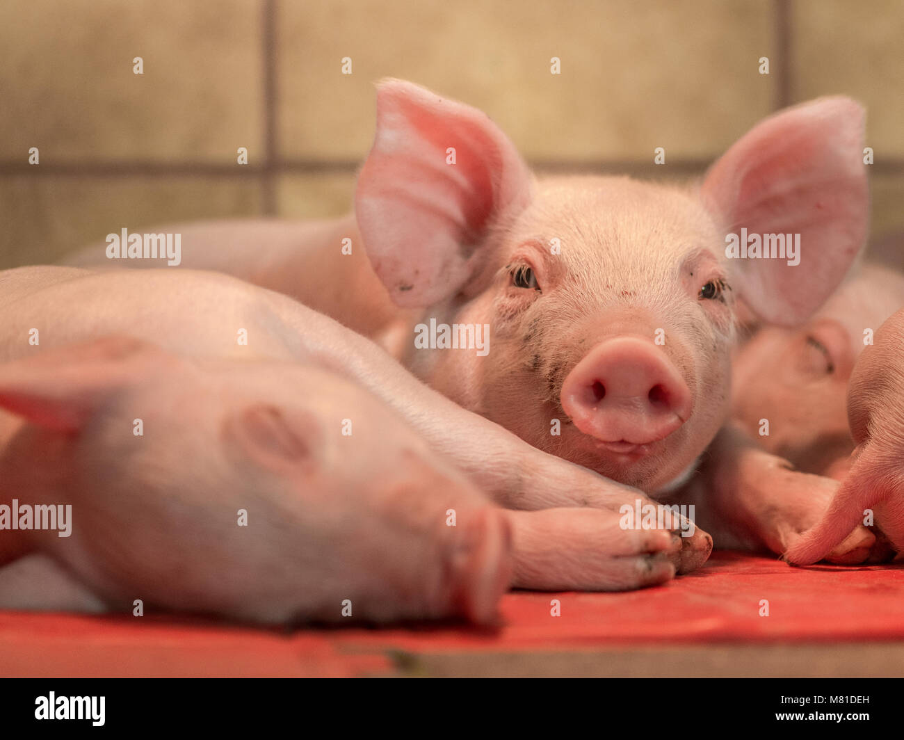 Piglets 2 weeks age 7 Stock Photo - Alamy