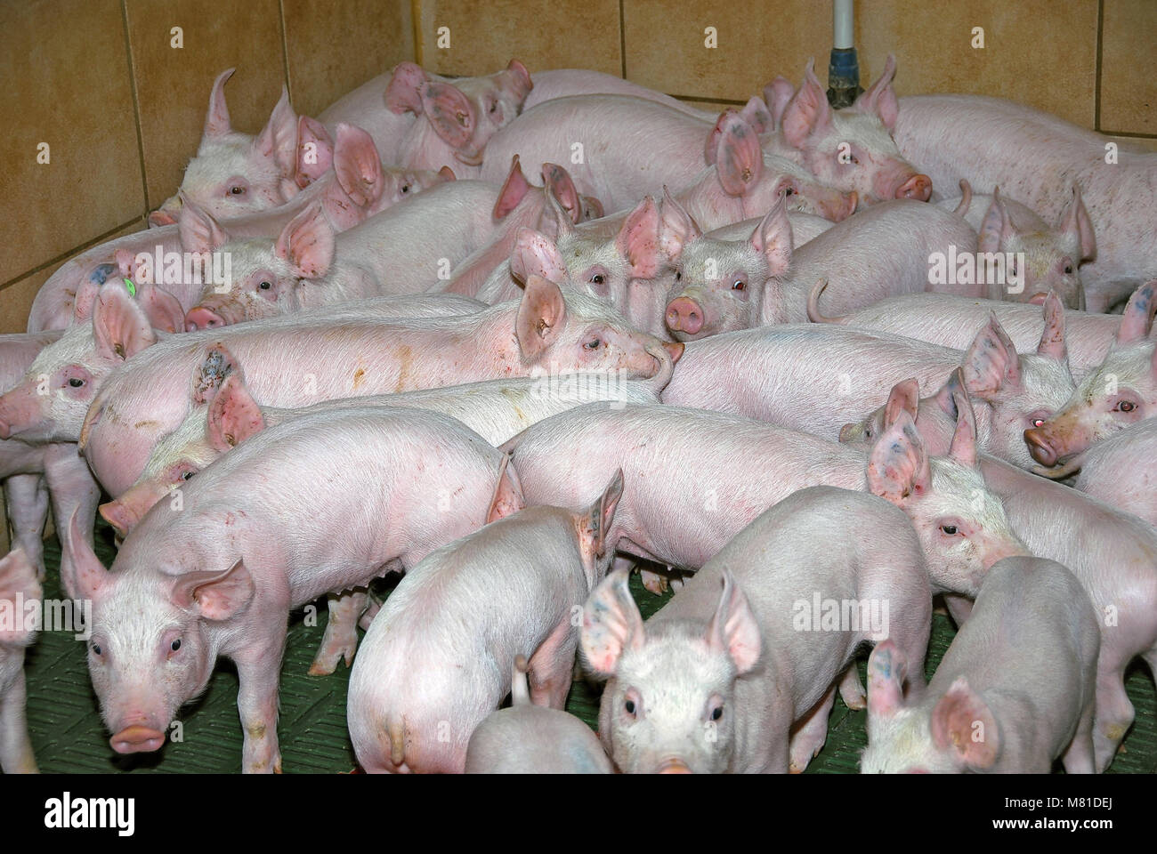 Farrowing crates hi-res stock photography and images - Alamy