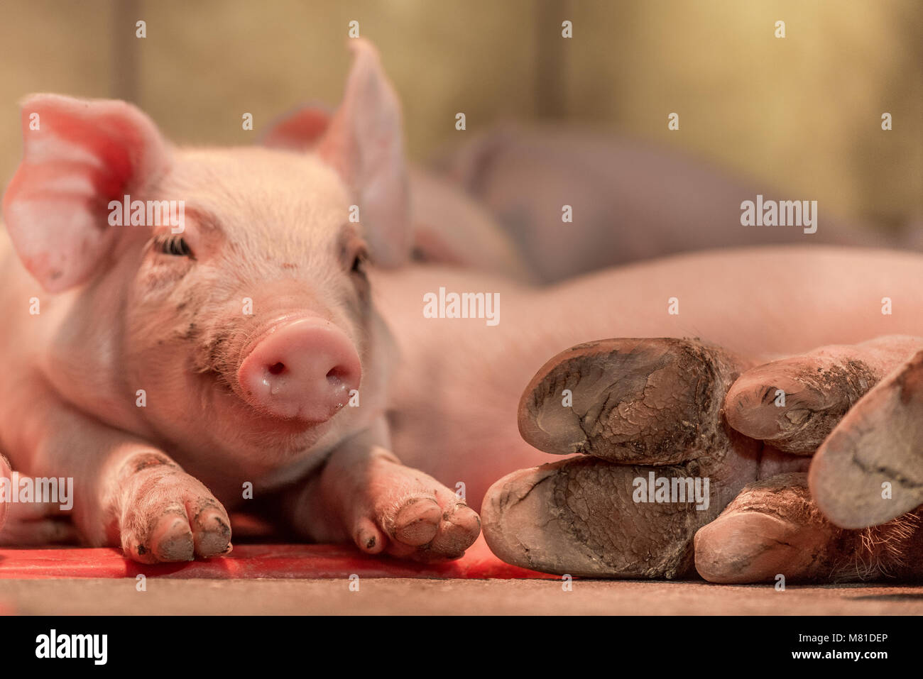 Piglets 2 weeks age 9 Stock Photo - Alamy
