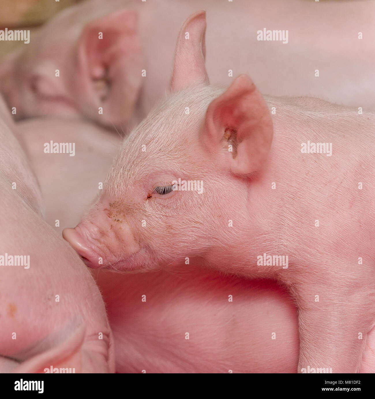 Piglet houses hi-res stock photography and images - Alamy