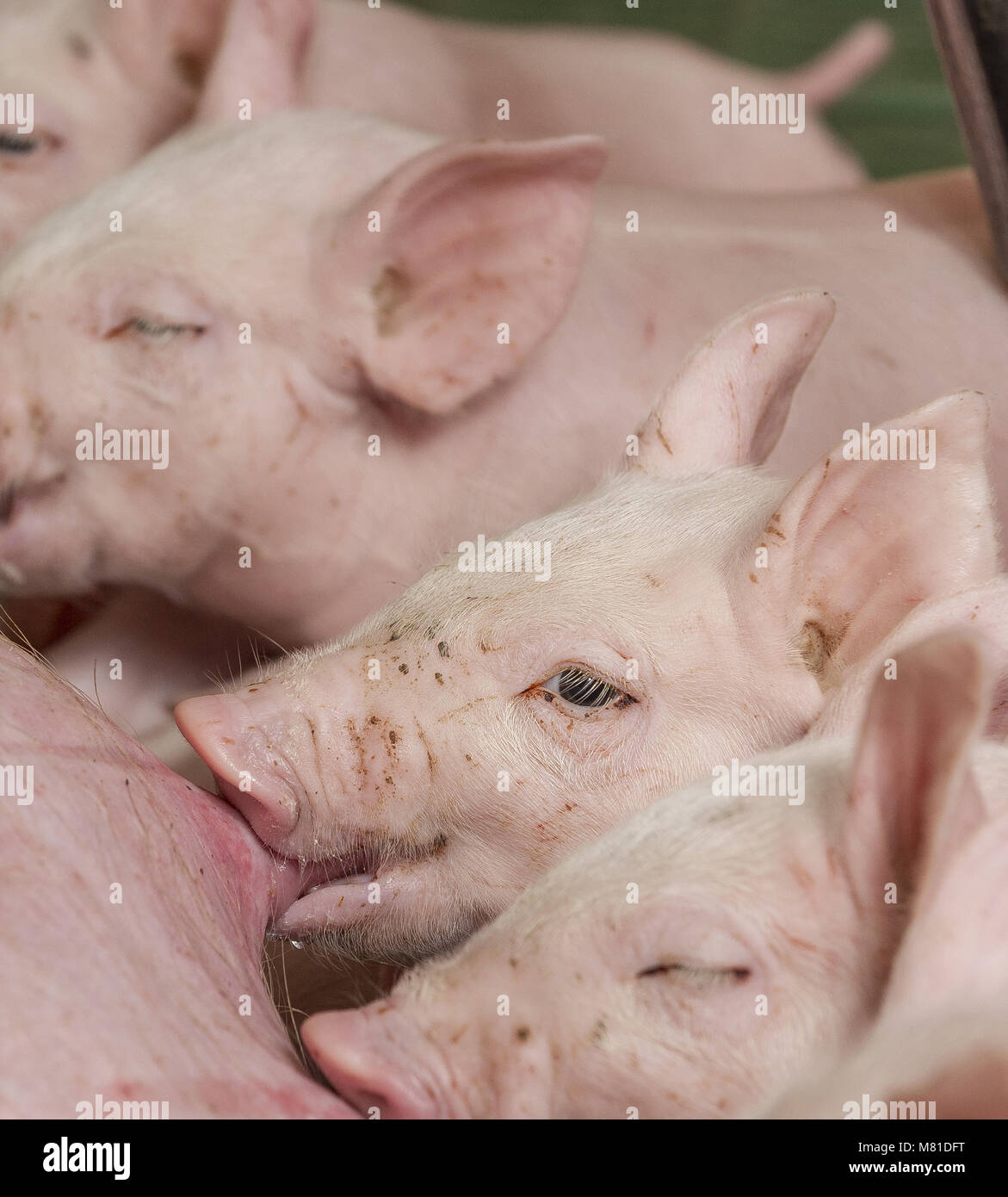 Piglet houses hi-res stock photography and images - Alamy