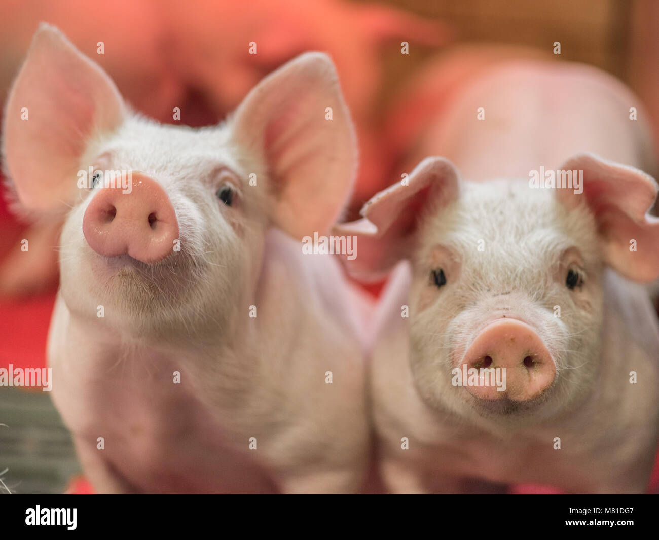 Piglets before weaning 2 Stock Photo - Alamy
