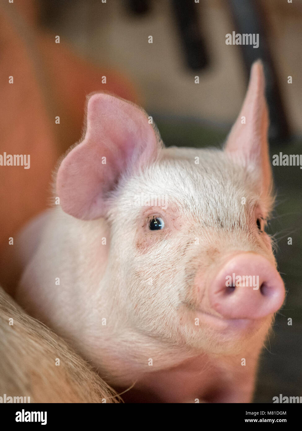 Piglets before weaning 9 Stock Photo - Alamy