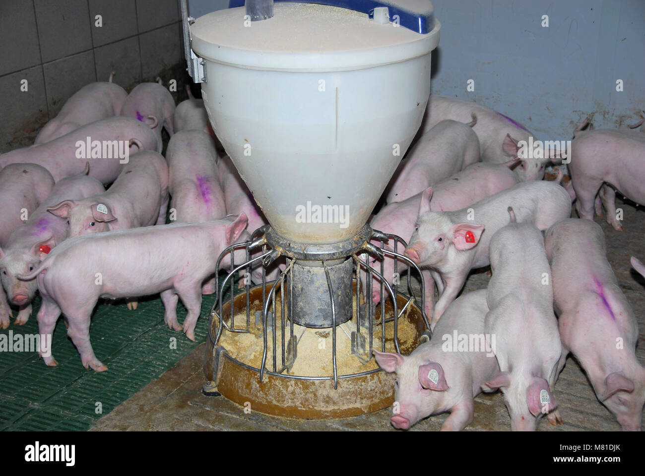 Piglets feeding 25 Stock Photo - Alamy