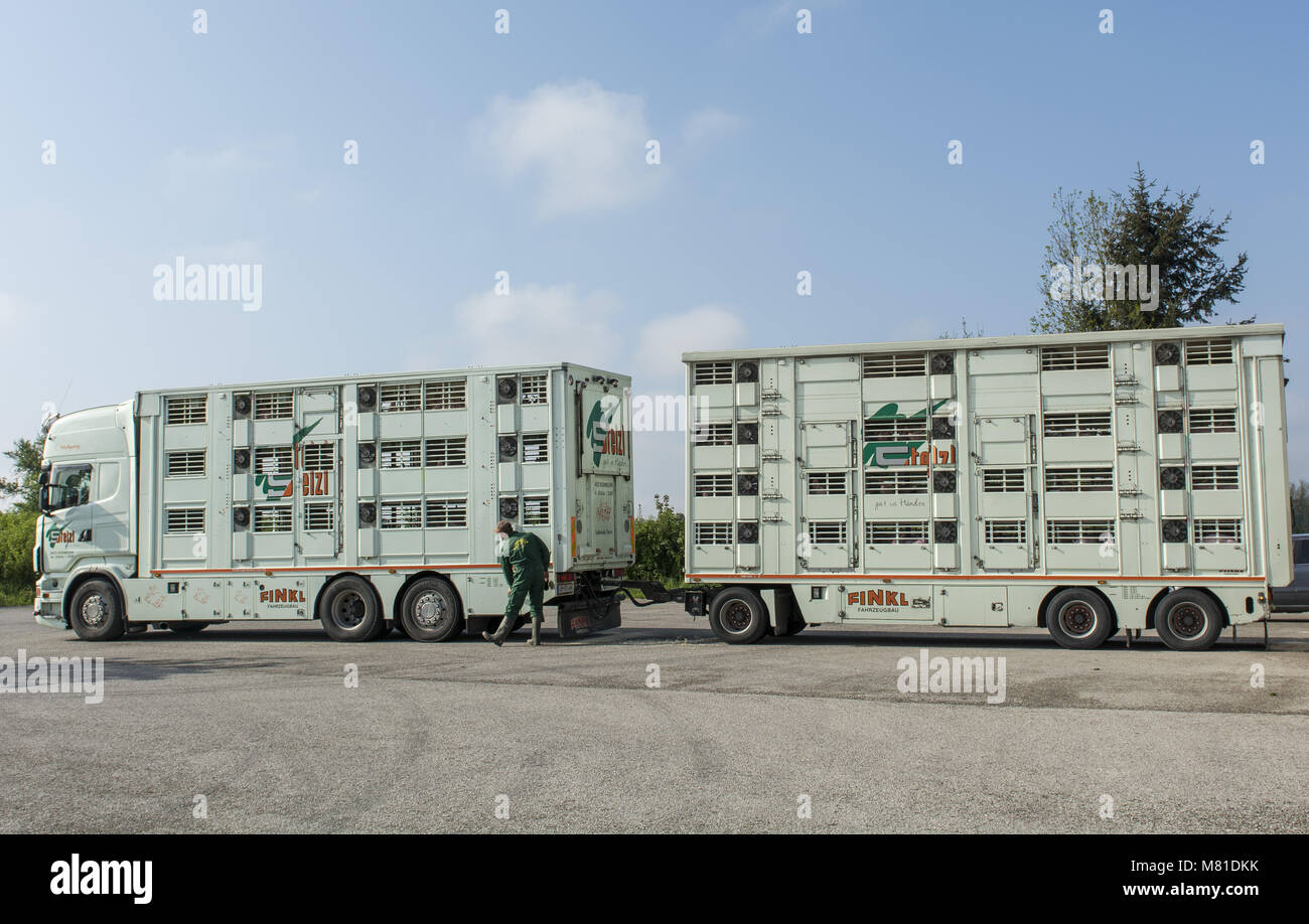 Load piglets hi-res stock photography and images - Alamy