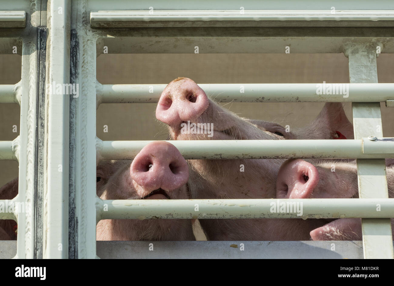 Piglets transport 4 Stock Photo - Alamy