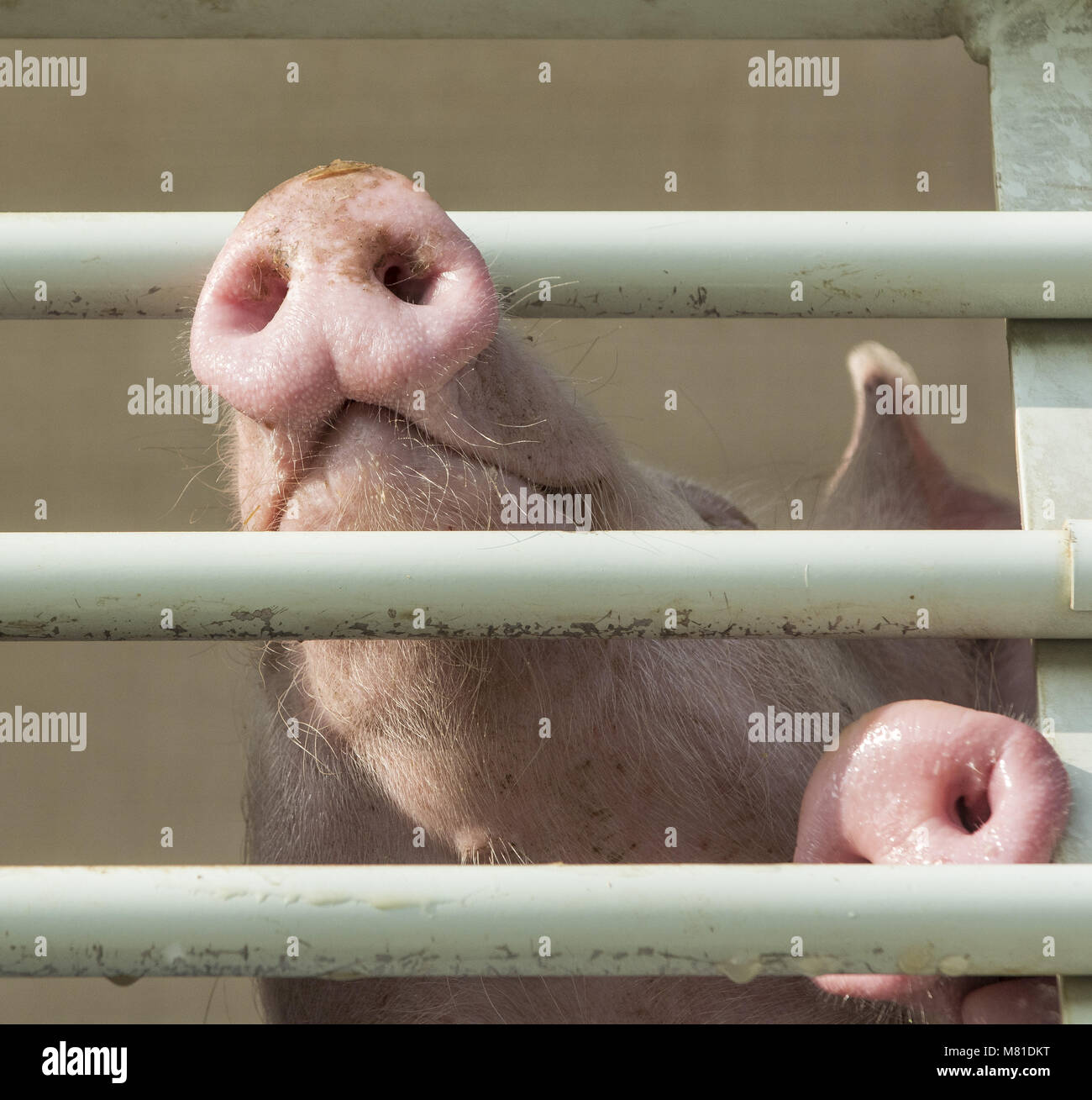 Piglets transport 5 Stock Photo - Alamy