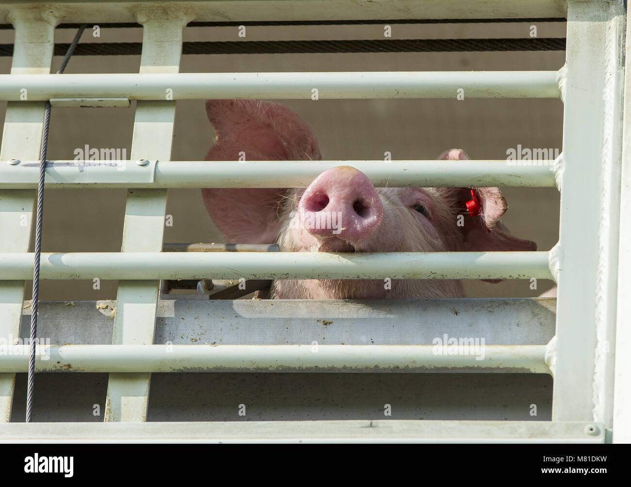 Piglet loading hi-res stock photography and images - Alamy
