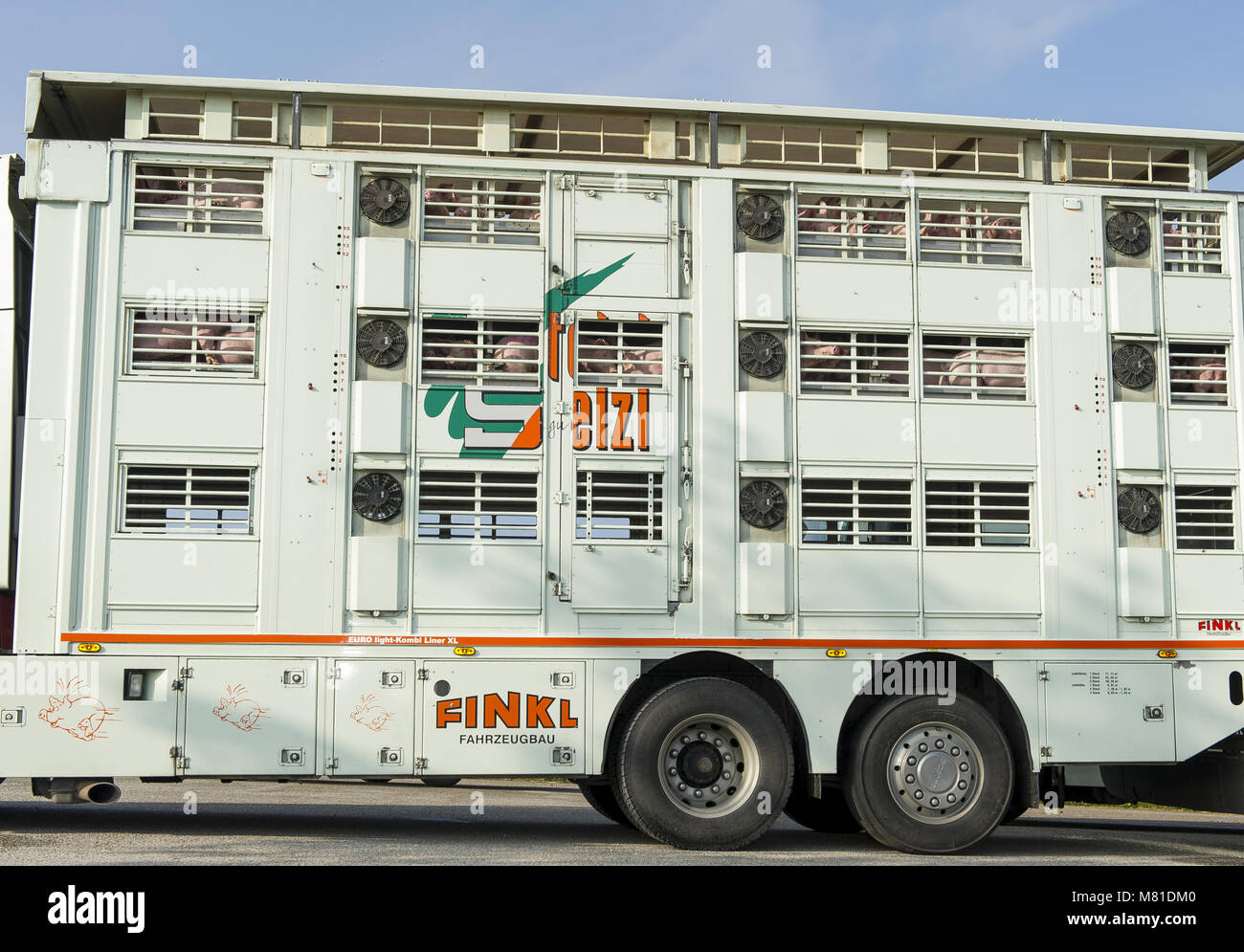 Piglets transport 7 Stock Photo - Alamy