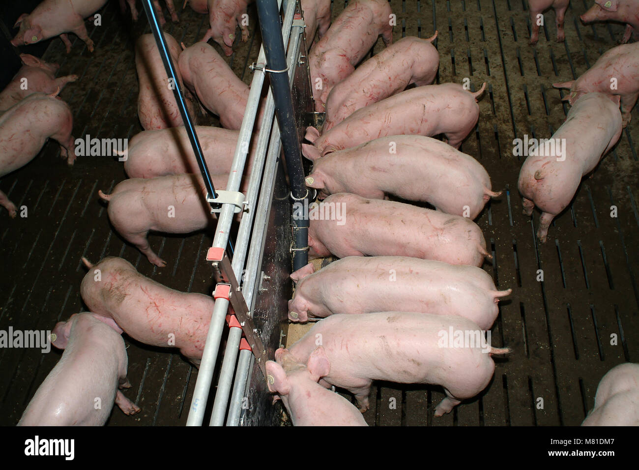 Pigs eating 18 Stock Photo - Alamy