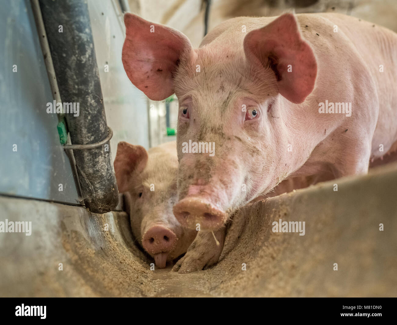 Pigs eating 30 Stock Photo - Alamy