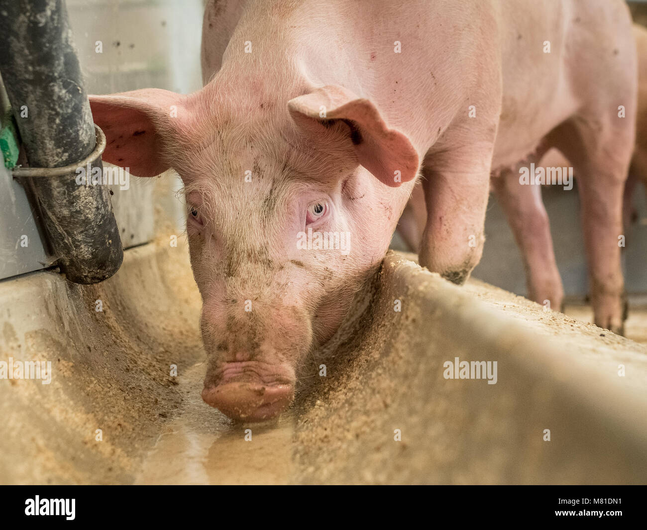 Pigs eating 31 Stock Photo - Alamy