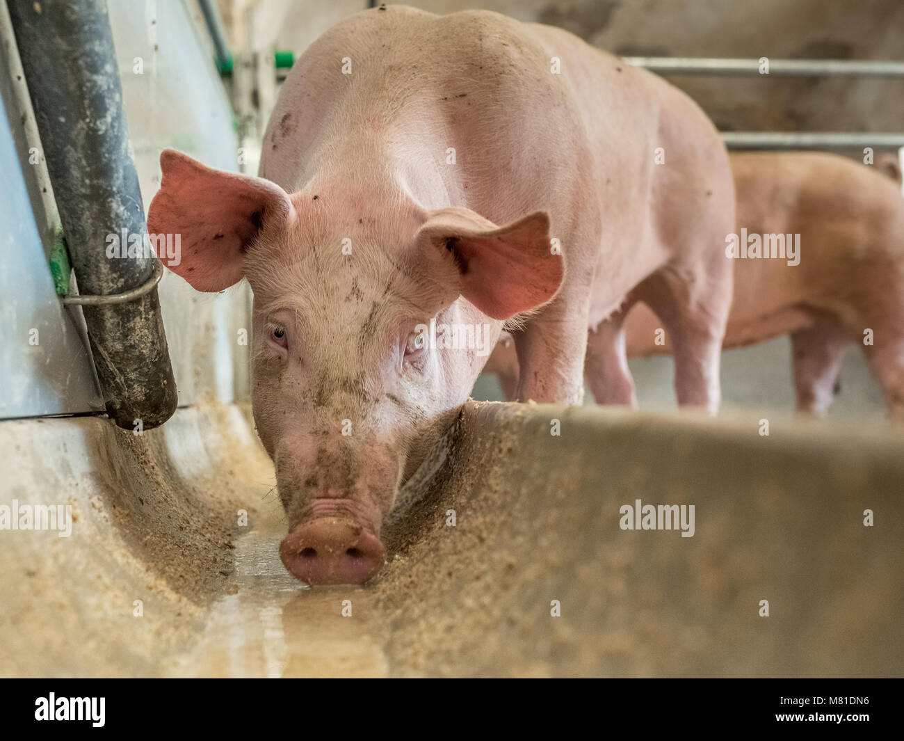 Pigs eating 32 Stock Photo - Alamy