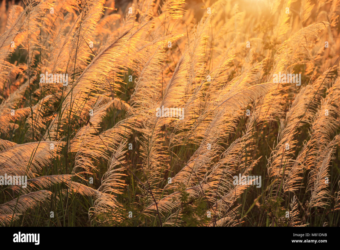 Beautiful beauty closeup field grass hi-res stock photography and ...