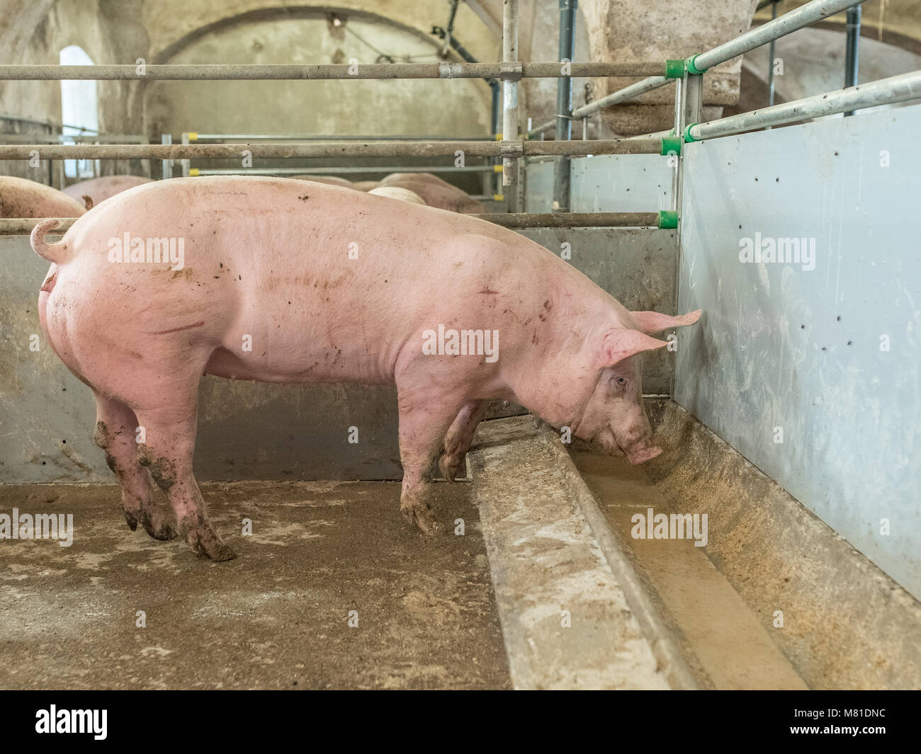 Fattening pigs feeding hi-res stock photography and images - Alamy