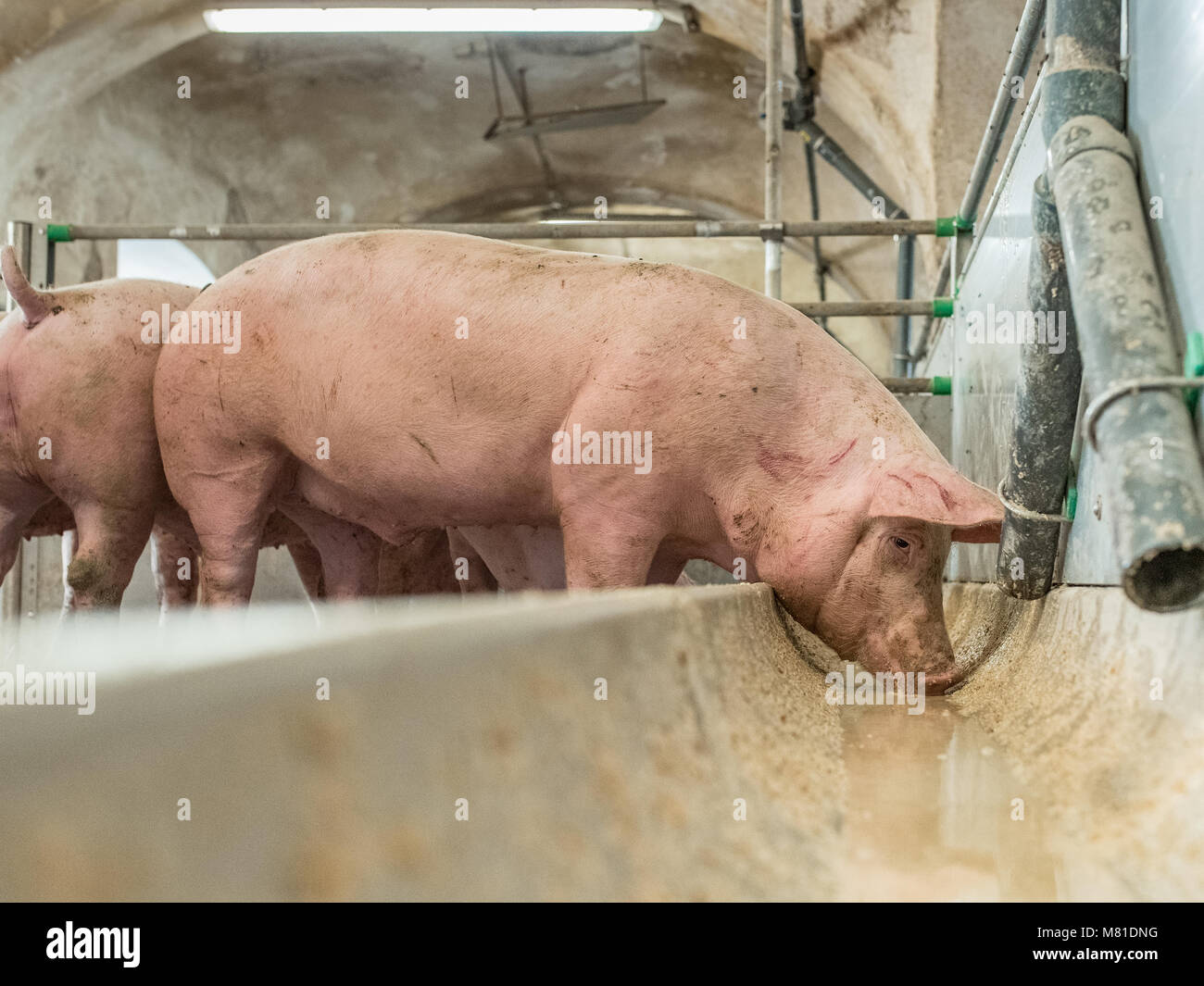 Pigs eating 35 Stock Photo - Alamy