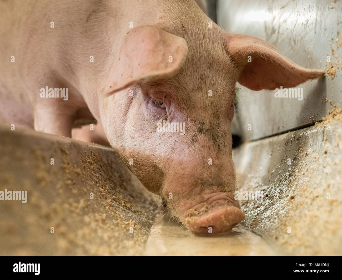 Pigs eating 36 Stock Photo - Alamy