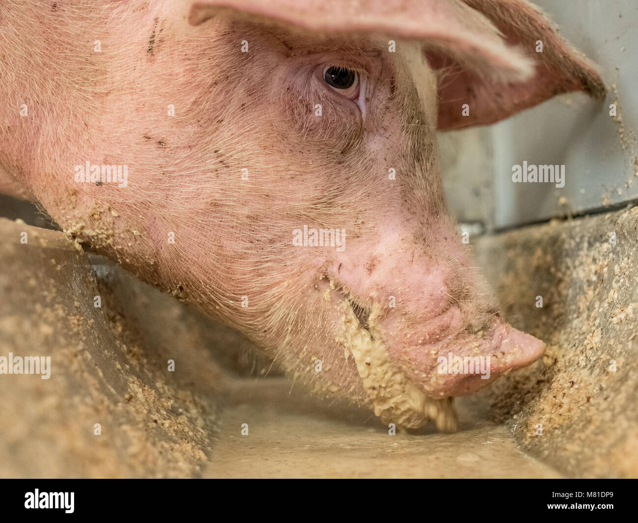Pigs eating 43 Stock Photo - Alamy