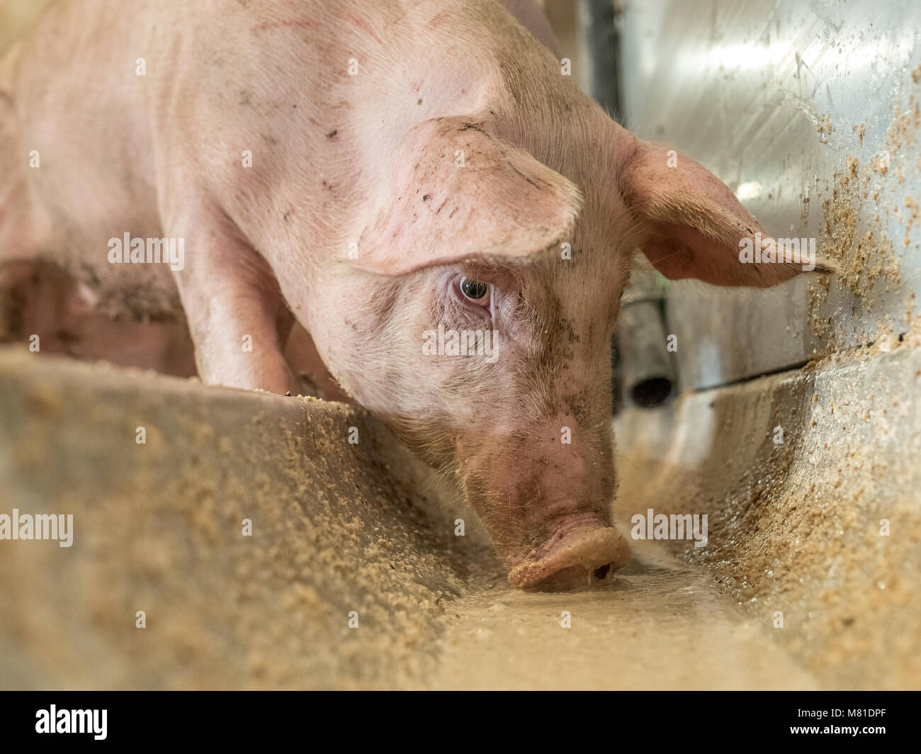 Pigs eating 44 Stock Photo - Alamy