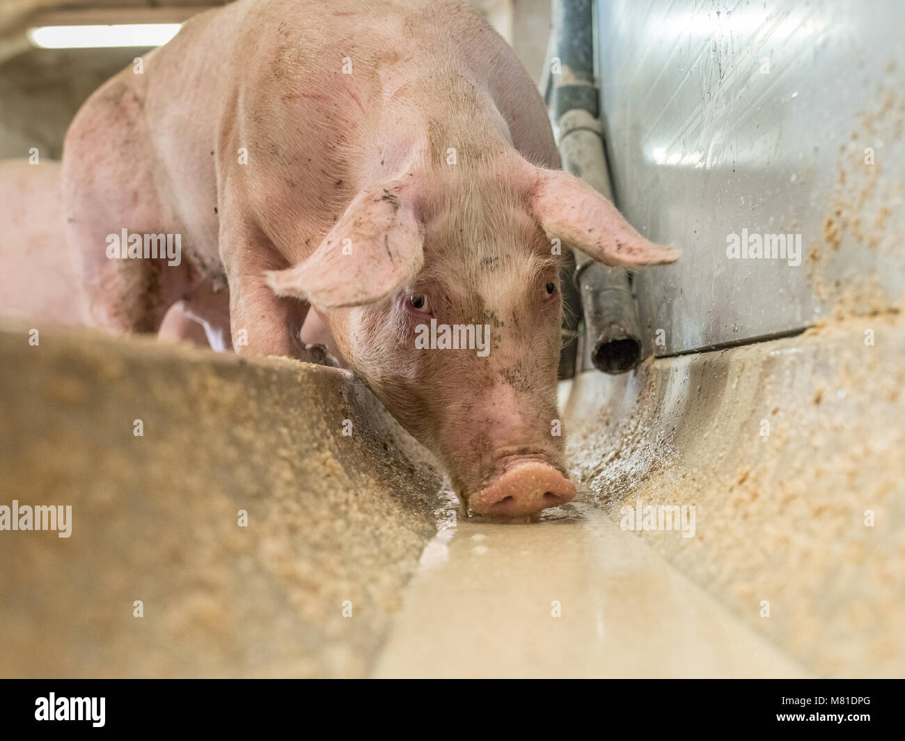 Pigs eating 45 Stock Photo - Alamy